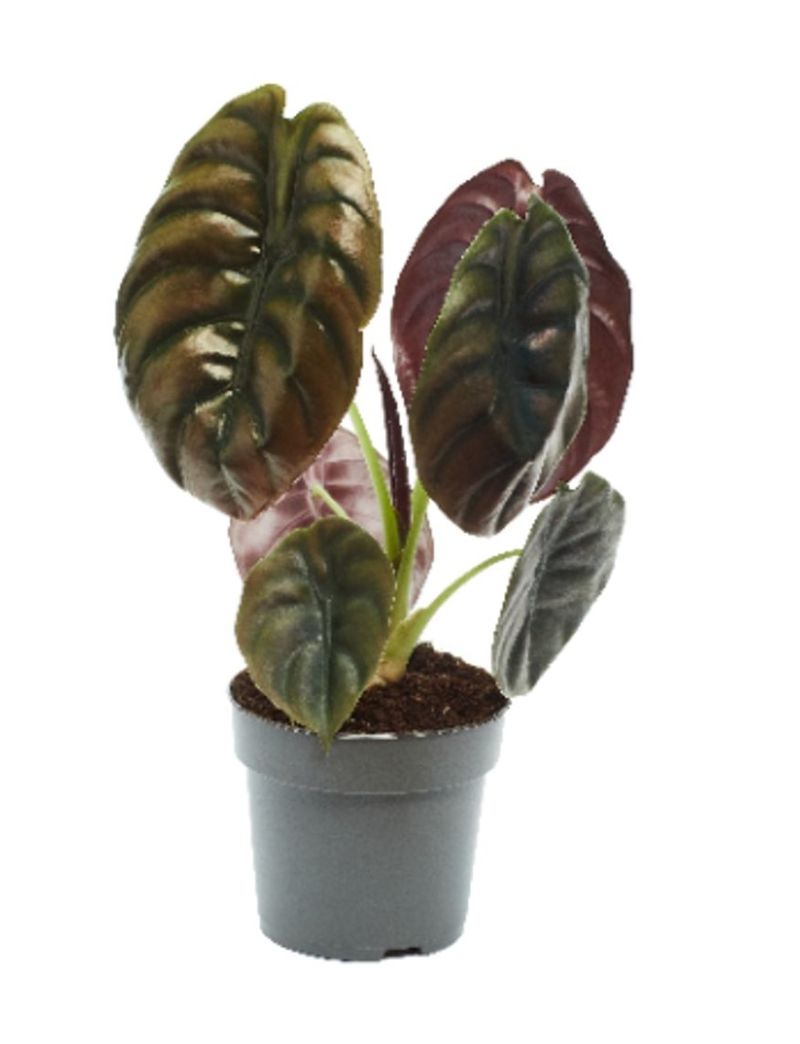 Alocasia cuprea 'Red Secret' – Beleza Exótica Metálica