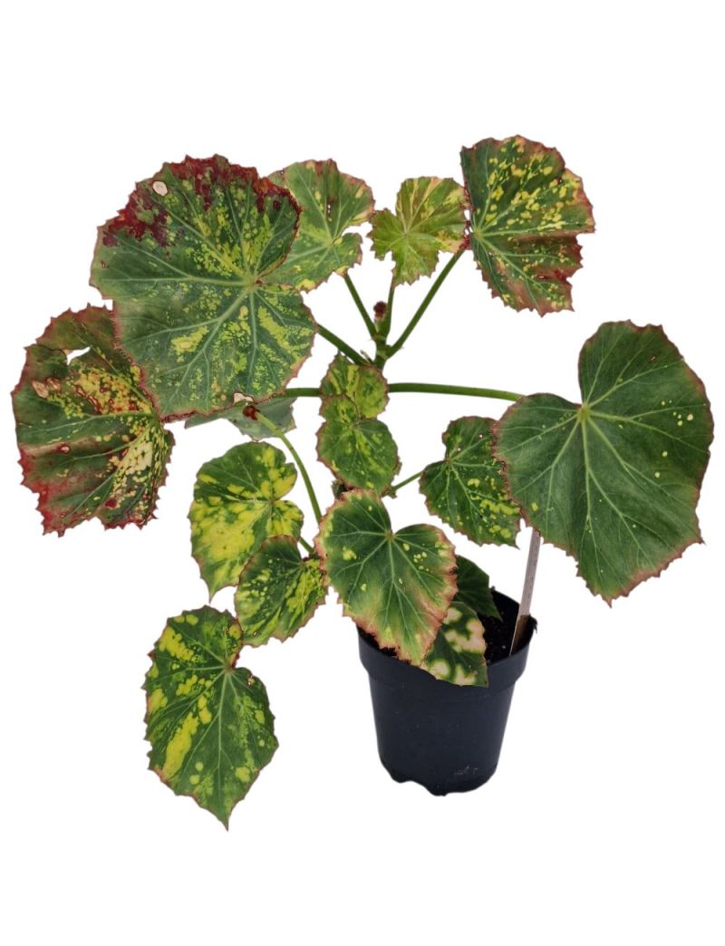 Begonia manicata ‘Aureo-Maculata’ | Planta de folhagem dourada