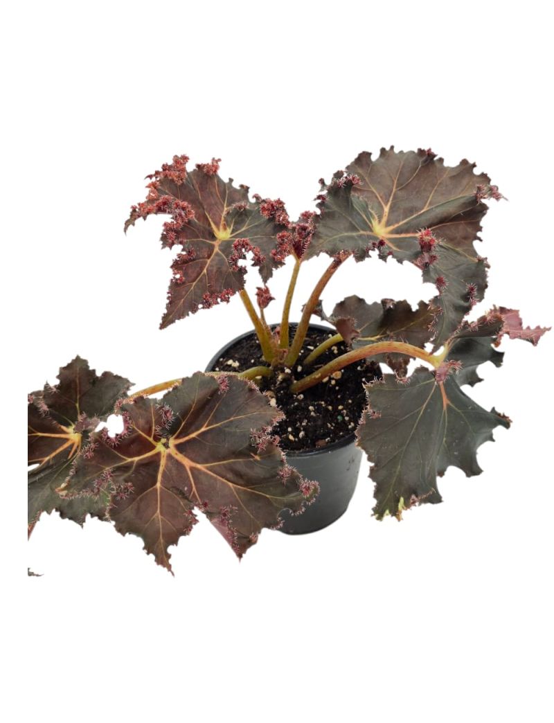 Begonia ‘Munchkin’ | Planta compacta e rara | Fauniflora.pt